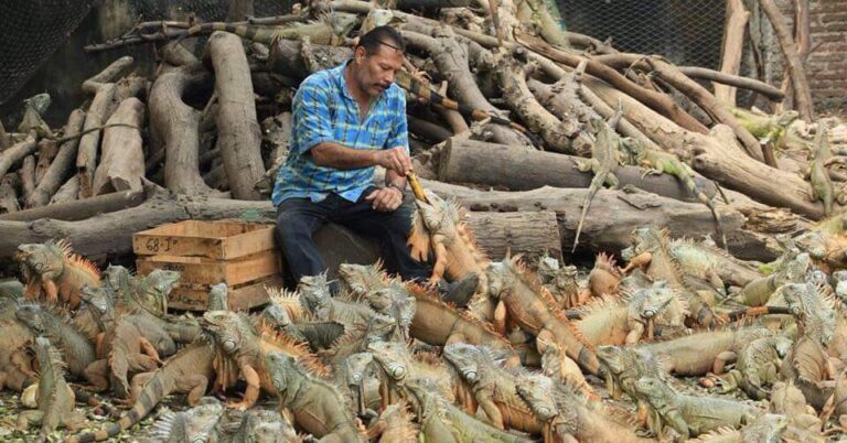 El Iguanario Archundia, un imperdible de Colima