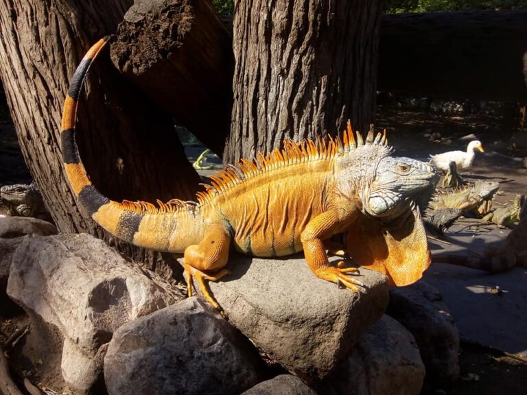 El Iguanario Archundia, un imperdible de Colima